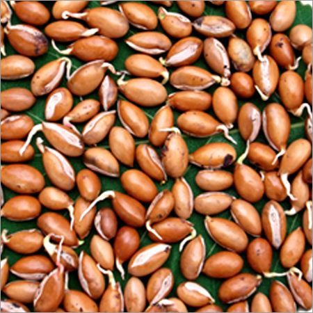 Mahua Seeds,Madhuca Indica Seeds,Indian Mahua Seeds Manufacturers