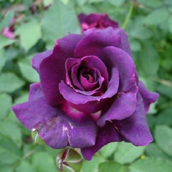 Purple Rose Plant Manufacturer,Wholesale Purple Rose Plant Supplier ...