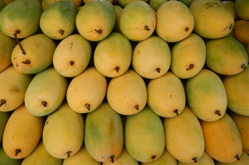 MDAK Mango Exports in Palamaneru, Chittoor, Andhra Pradesh - Mango ...