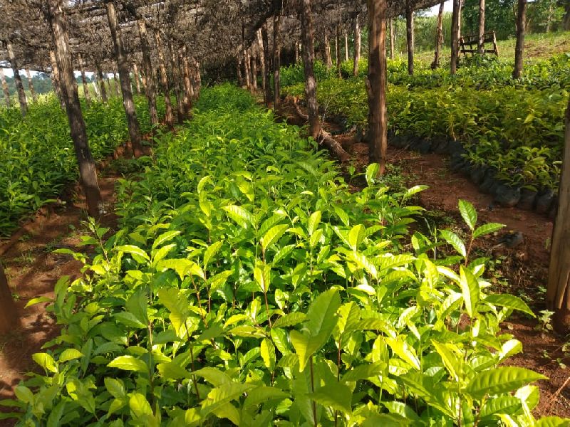 Wholesale Agar Plant Supplier from Hojai India