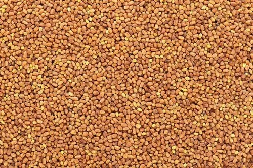 Kalmegh Seeds Supplier,Wholesale Kalmegh Seeds Supplier from Indore India