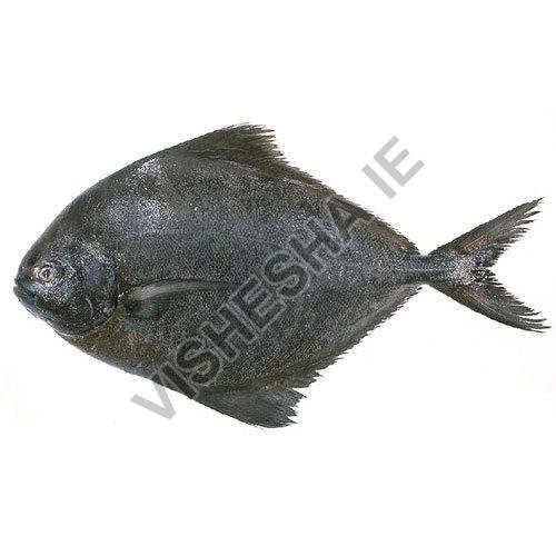 Black Pomfret Fish