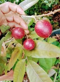 Red Rubi Longan Plant Manufacturer Supplier from Pune India