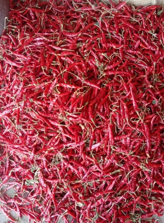 S17 Teja Red Chilli With Stem - Manufacturer Exporter Supplier in ...