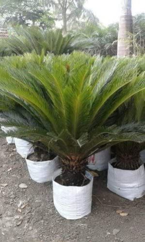 Outdoor Plants Dealers in Dharuhera | Avenue Plant Suppliers ...