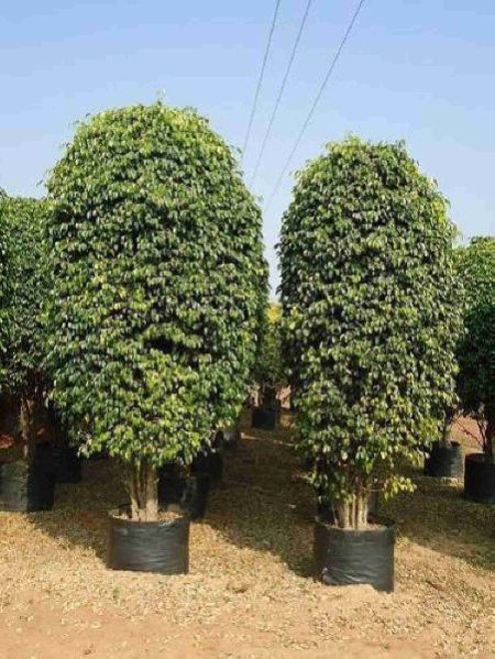 Outdoor Plants Dealers in Dharuhera | Avenue Plant Suppliers ...