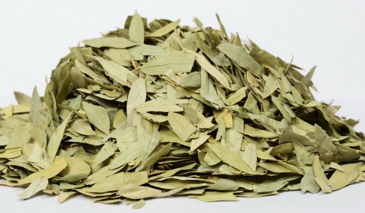 Senna Leaves Herbs,Bulk Senna Leaves,Senna T Cut Leaves Exporters ...
