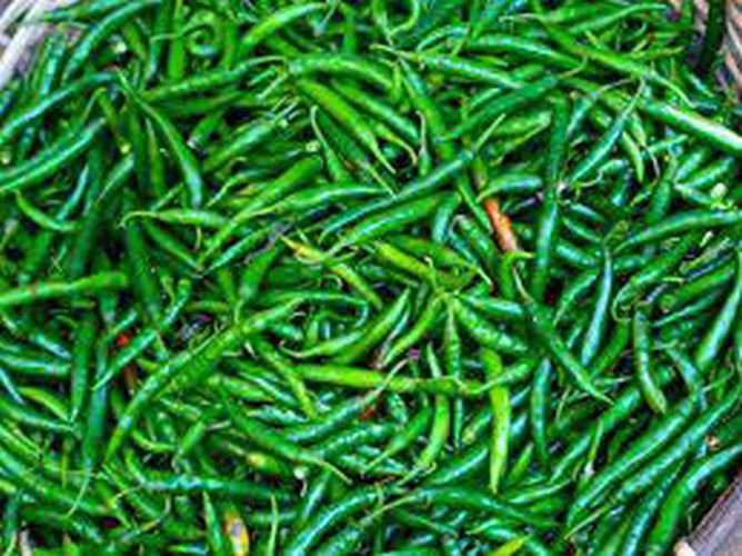 Fresh Green Chilly Exporter,Fresh Green Chilly Supplier from Pune India