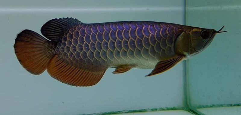 Blue Base Arowana Fish and Metalic Red Arowana Supplier from North 24 ...