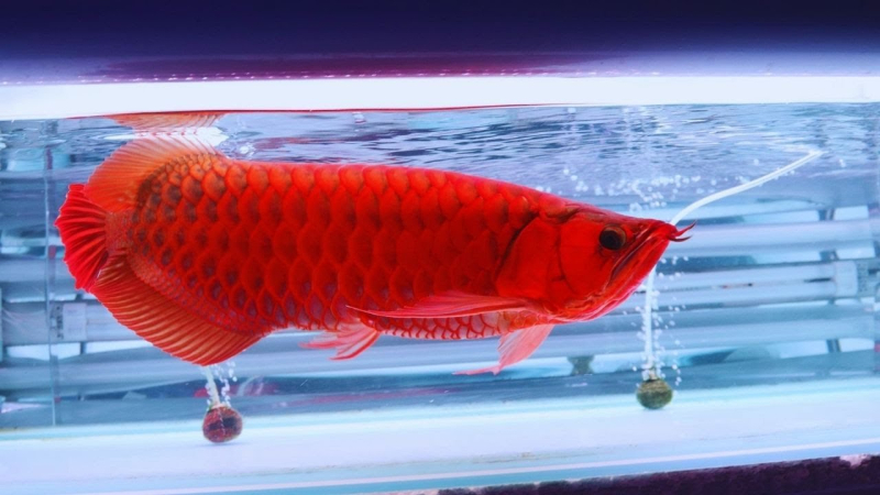 Wholesale Super Red Arowana Fish Supplier from North 24 Parganas India