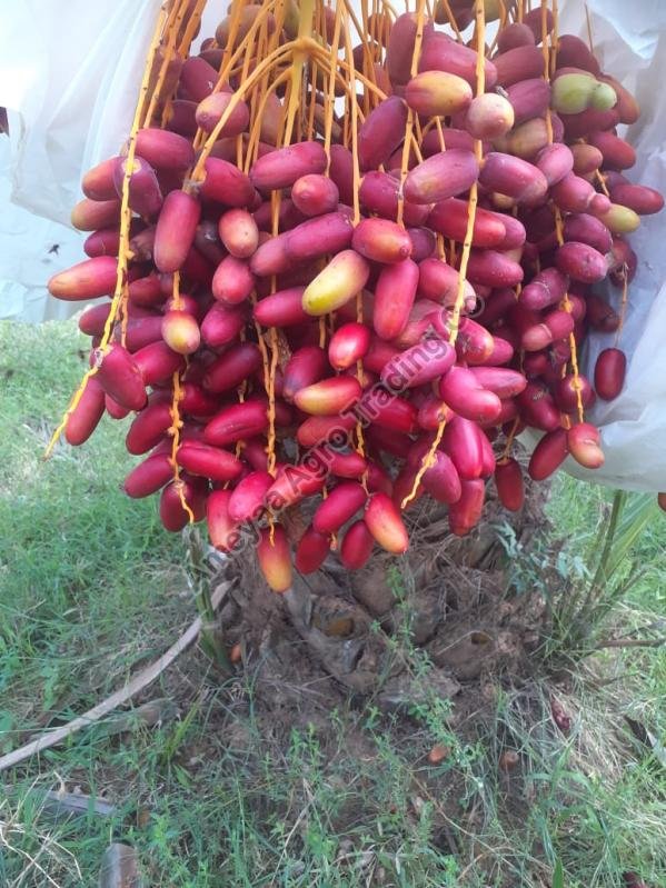 Fresh Organic Red Dates Manufacturer Supplier from Ahmedabad India
