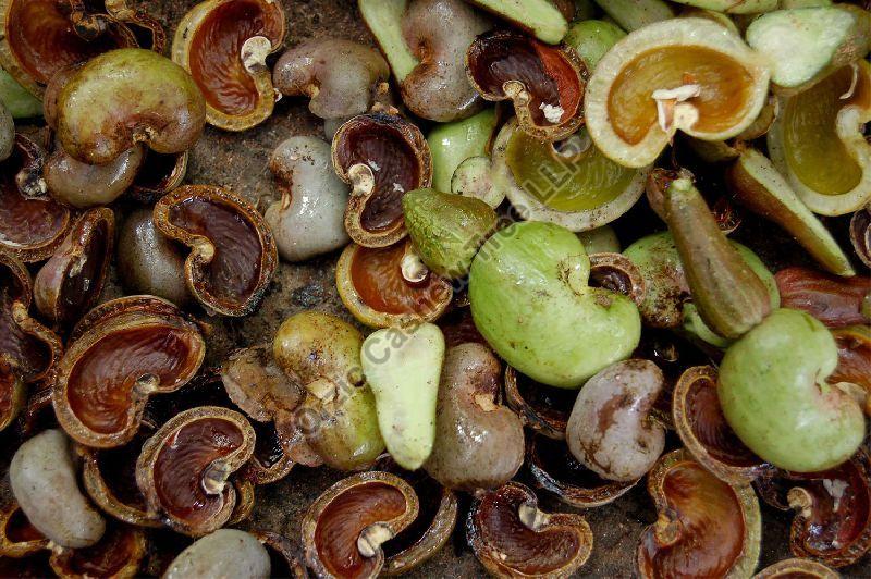 Cashew Nut Shell Exporter,Wholesale Cashew Nut Shell Supplier from ...