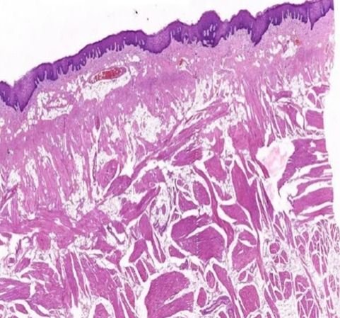 Cheek Mucosa Digital Histology Slide Set Manufacturer Supplier from ...