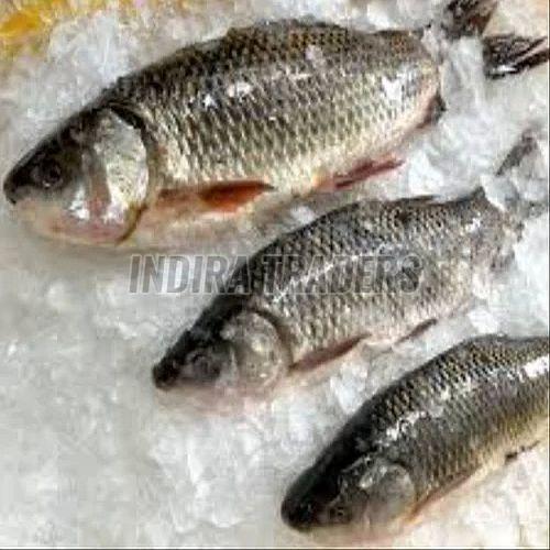 Frozen Catla Fish Exporter, Supplier from Ranipet