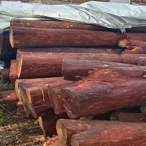 16 Feet Red Sandalwood Logs Exporters and Suppliers from Lucknow
