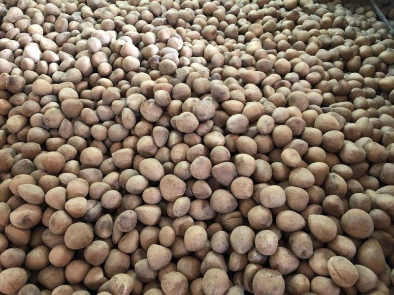 Atreya Coco Products - A Grade Dry Coconut Copra Manufacturer Supplier ...