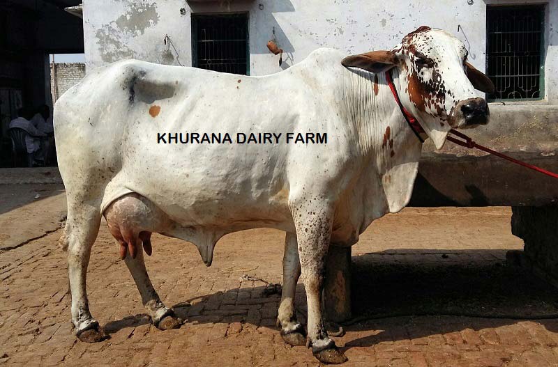 Rathi cattle - Alchetron, The Free Social Encyclopedia