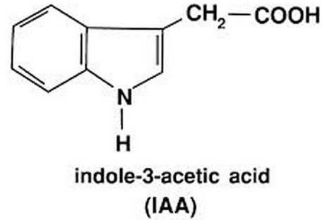 Indole 3 acetic acid - Alchetron, The Free Social Encyclopedia