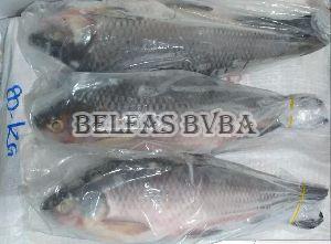 Frozen Black Tiger Prawns Manufacturer from Belgium