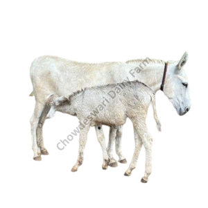 Donkey Urine Supplier,Wholesale Donkey Urine Manufacturer from ...