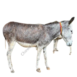 Chowdeswari Dairy Farm - Live Halari Donkey Manufacturer Supplier from ...