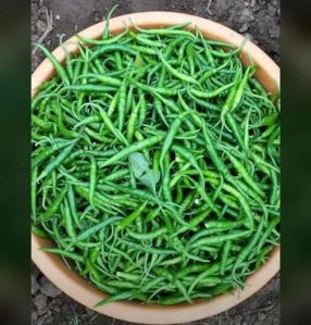 Sri Amman Trading, Raw Turmeric Finger and Fresh Green Chilli Supplier ...