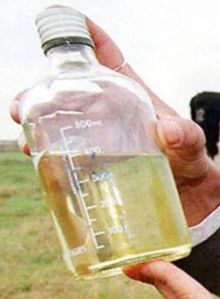 Cow Urine Dealers in Junagadh | Cow Urine Suppliers & Manufacturer List | IndianYellowPages