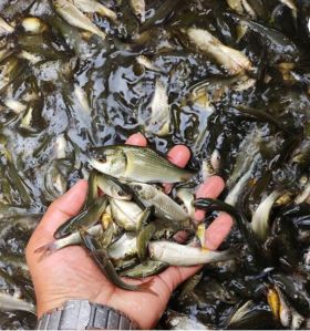 M/S Shiv Ganga Matsya Hatchery in Sapta, Madhubani, Bihar - Aquarium ...