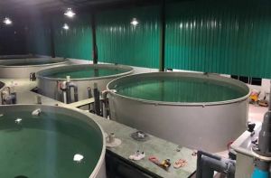 Recirculating Aquaculture System | Recirculating Aquaculture System ...