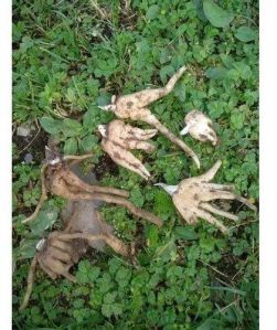 Himalaya hurbs in Chirgaon, Shimla, Himachal Pradesh - Ayurvedic Herbs ...