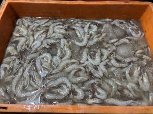 MRK sea foods in Bhimavaram, Andhra pradesh - Vannamei Prawns Dealer ...