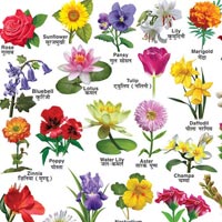 Flowers Name In Marathi With Information | Best Flower Site