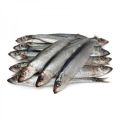 Mandeli Fish | Mandeli Fish Dealers, Suppliers & Manufacturer List ...